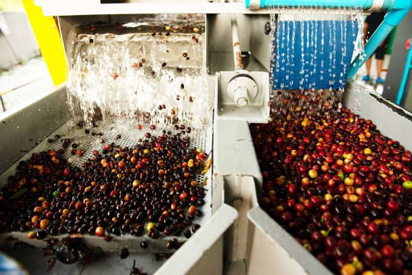 Processing - The Coffeenery