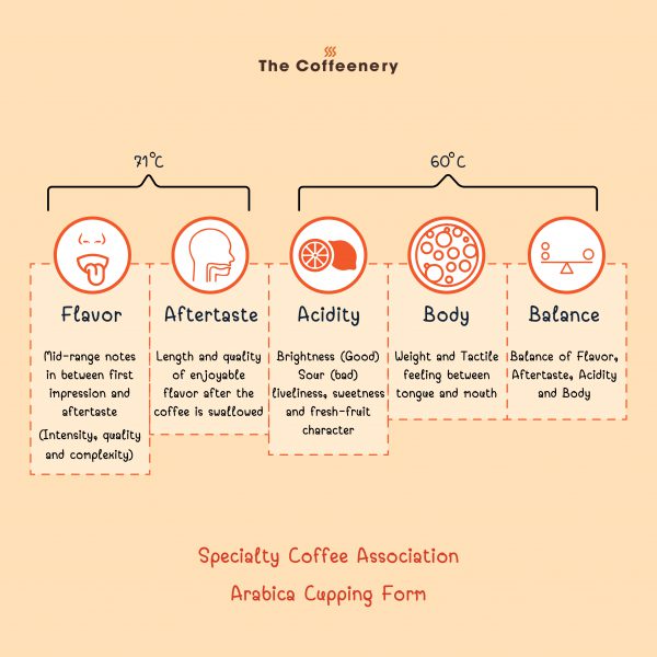 Cupping protocol sca - The Coffeenery coffee knowledge